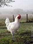 Aprende Cocina Facil: La reina de las gallinas es blanca pero de patas ...